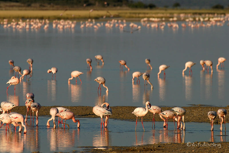 Barberspan Bird Sanctuary - Reiseinfo Südafrika