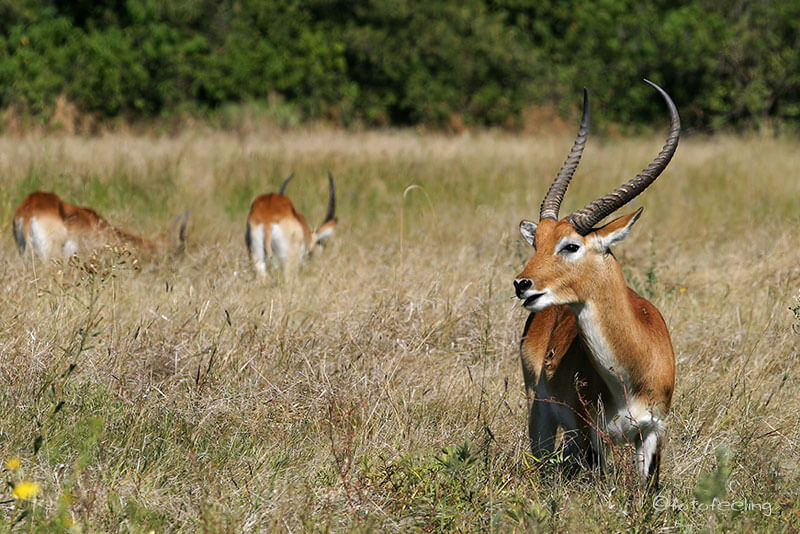 Antilopen - Reiseinfo Südafrika